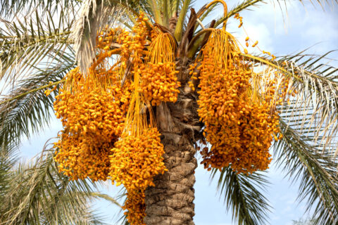 The Significance of Trees in the Jewish Faith | Gutterman's Jewish ...